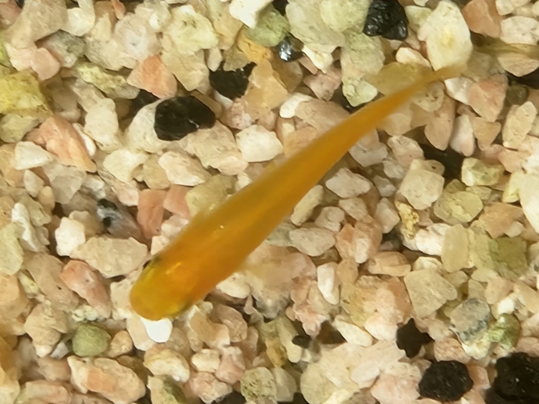 メダカの水槽に入れるといいもの☆｜すずのメダカ育成ラボ